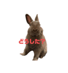 隊長（うーさん） | LINEスタンプ | Fuka